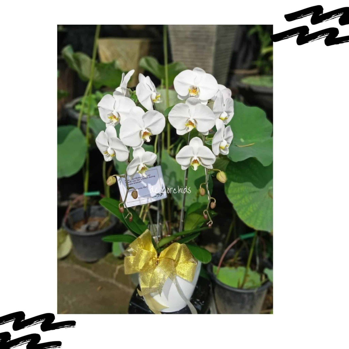 Anggrek bulan isi 2 pohon warna putih - De Orchids