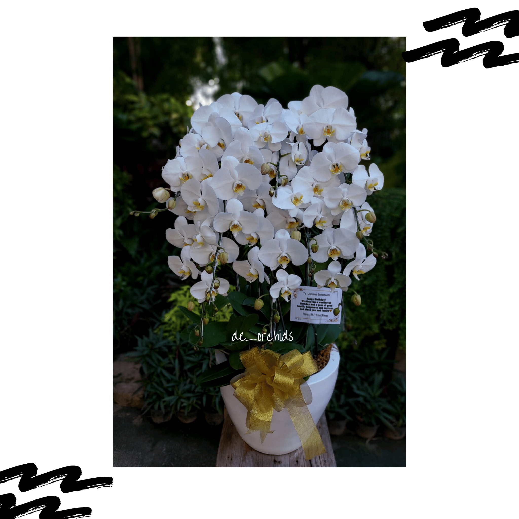 Anggrek bulan isi 10 pohon warna Ungu - De Orchids