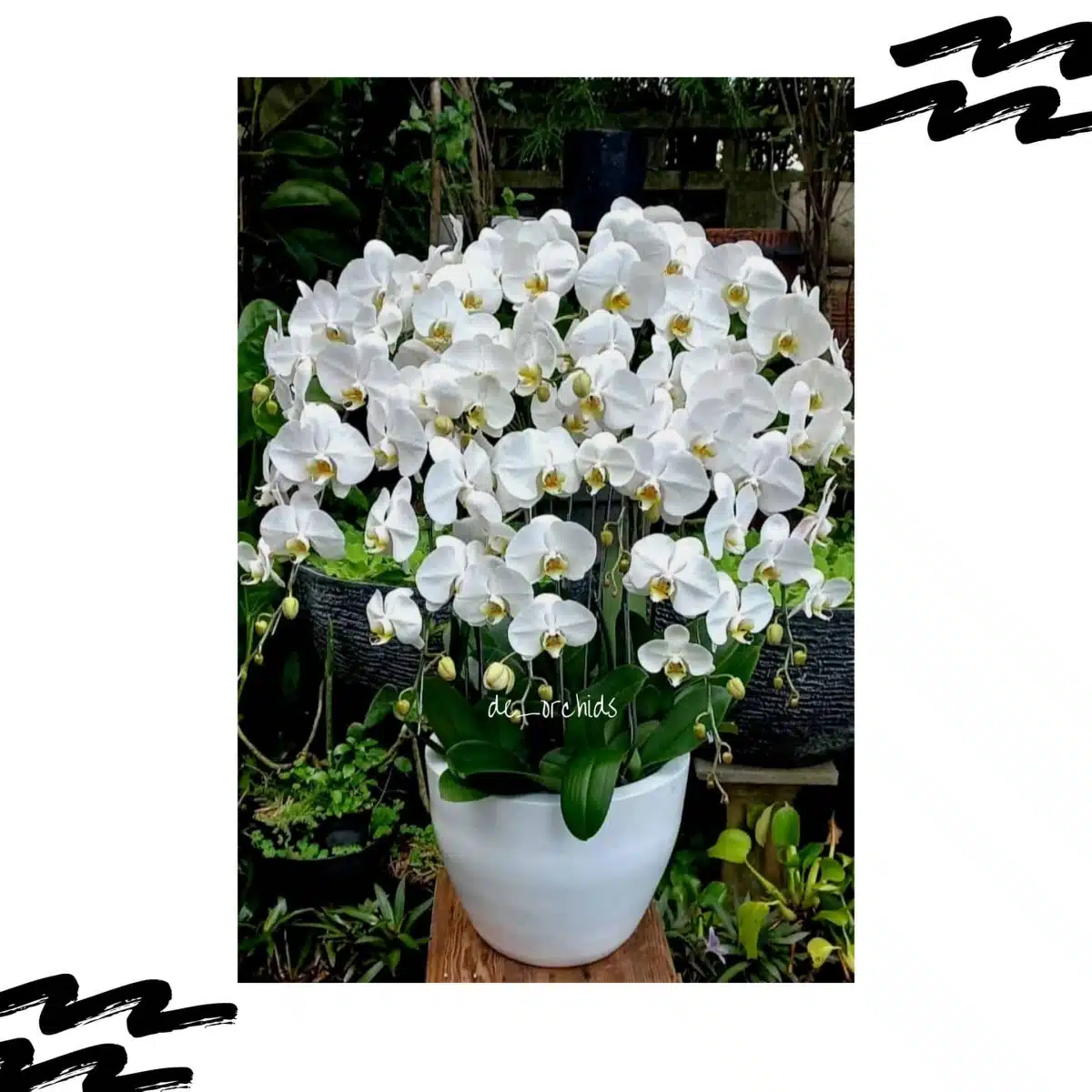Anggrek bulan isi 12 pohon warna putih - De Orchids