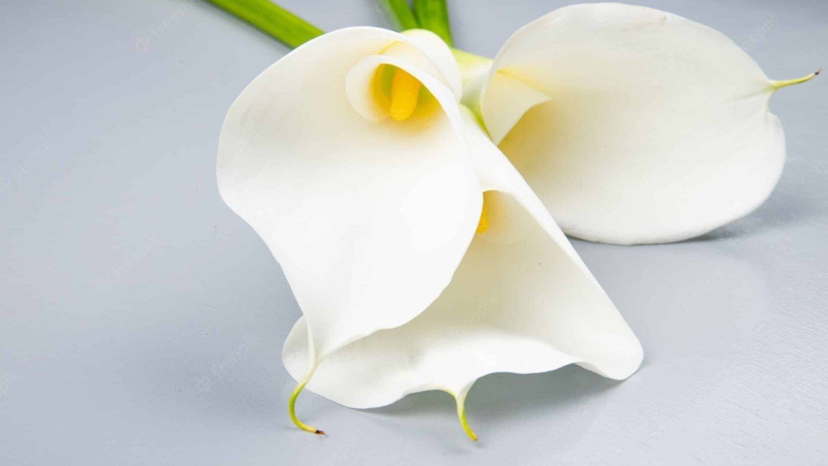 Cara Merawat Bunga Calla Lily - De Orchids