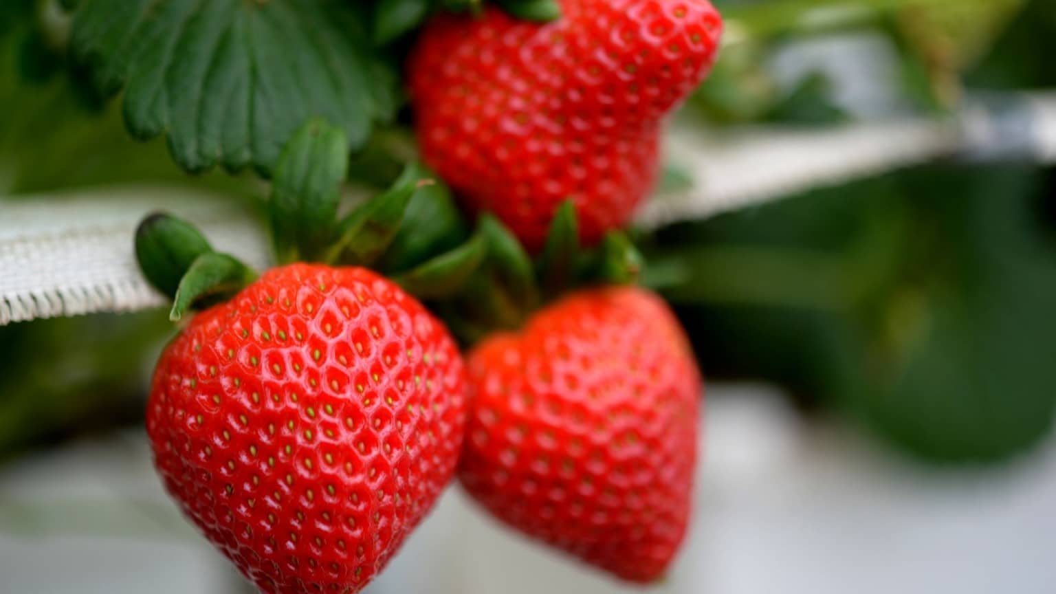 Cara merawat Tanaman Stroberi, Tetap Sehat Hingga Panen - De Orchids