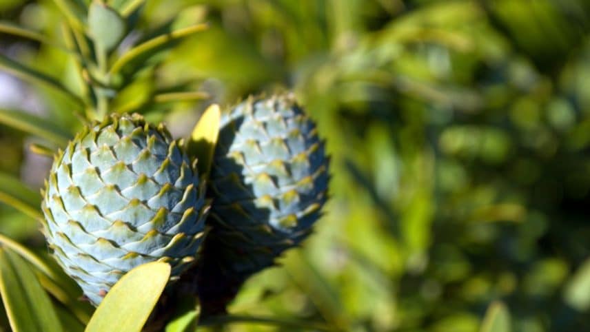 5 Keistimewaan Damar, Pohon Asli Indonesia - De Orchids