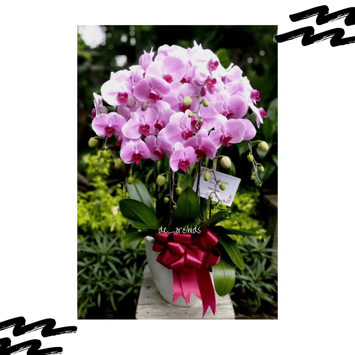 Bunga Anggrek bulan isi 7 pohon warna Pink - De Orchids