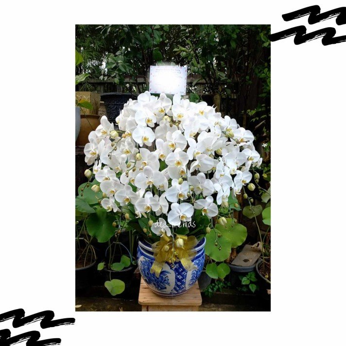 Bunga Anggrek bulan isi 15 pohon Warna Putih - Pot Keramik - De Orchids