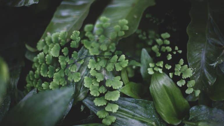 Cara Merawat Tanaman Hias Suplir - De Orchids