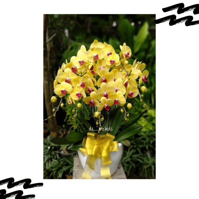 Bunga Anggrek bulan isi 7 pohon warna Kuning - De Orchids