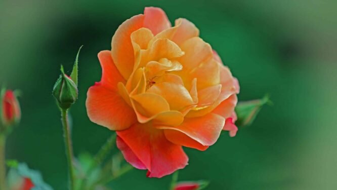 Kumpulan Mawar Tercantik Yang Cocok Ditanam di Rumah - De Orchids