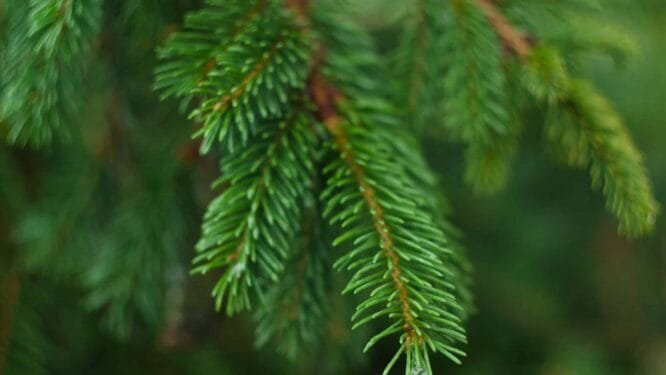 Langkah Menanam Cemara Dengan Baik - De Orchids