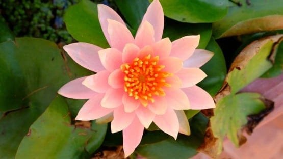 Mengenal Bunga Nasional Negara di Dunia - De Orchids