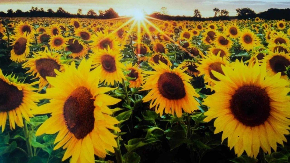 Mengenal Sistem Penyerbukan Bunga Matahari - De Orchids