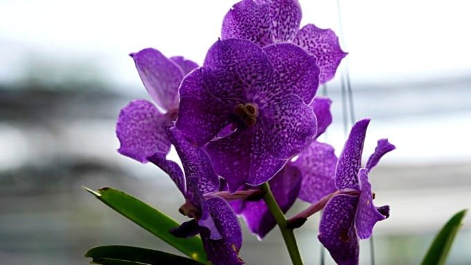 Beberapa Anggrek Termahal di Dunia - De Orchids