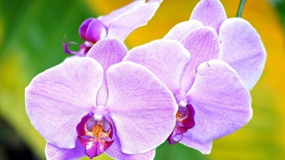 Tips Menanam Bunga Anggrek Secara Hidroponik - De Orchids