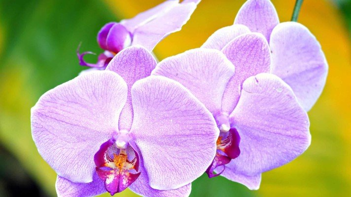 Tips Menanam Bunga Anggrek Secara Hidroponik - De Orchids
