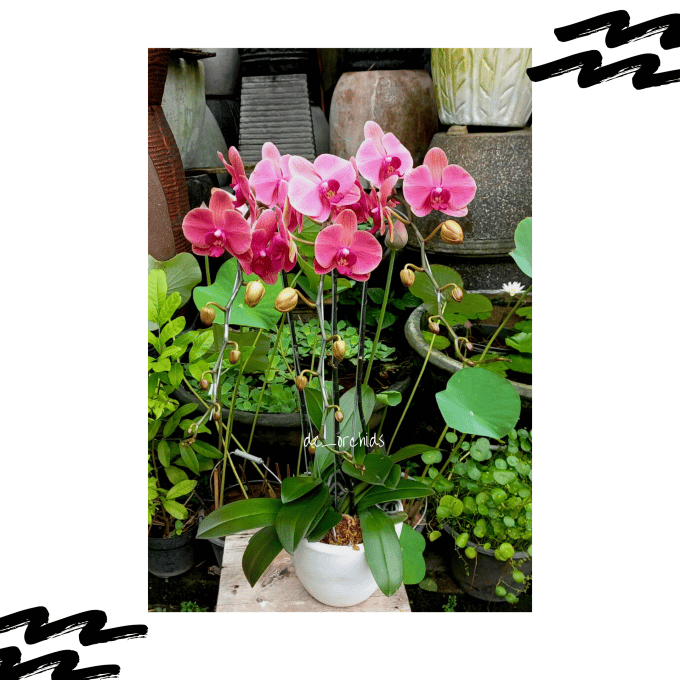 Anggrek Bulan Dewasa isi 3 Warna Merah Bata - De Orchids