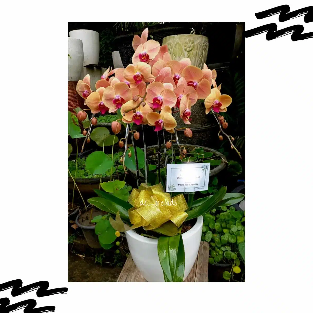 Anggrek bulan Dewasa Rangkaian 5 Pohon Warna Orange - De Orchids