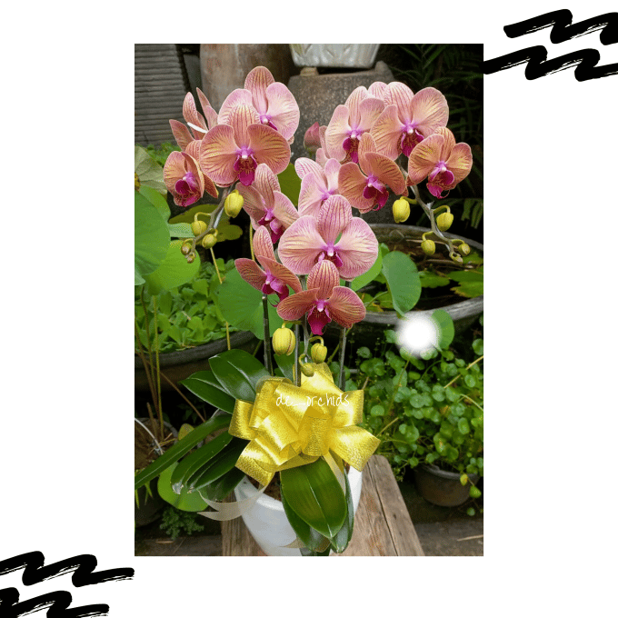 Anggrek Bulan Dewasa isi 3 Warna Orange Strip - De Orchids