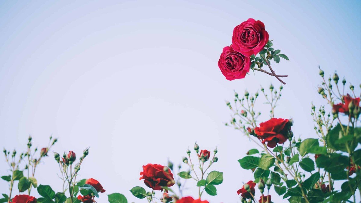 10 Bunga Populer di Hari Ibu - De Orchids