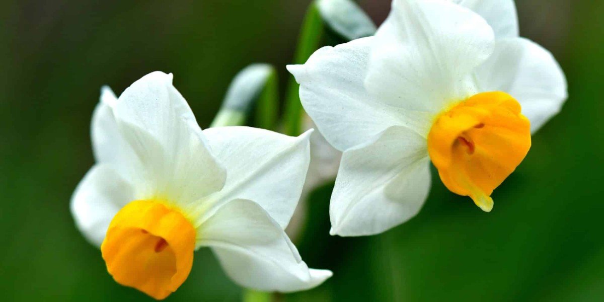 10 Bunga dan Tanaman yang Cocok dijadikan Hiasan Natal - De Orchids
