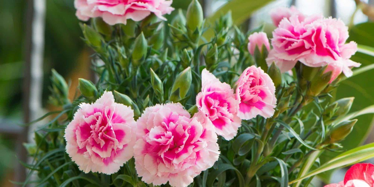 10 Bunga Identik Paling Romantis - De Orchids