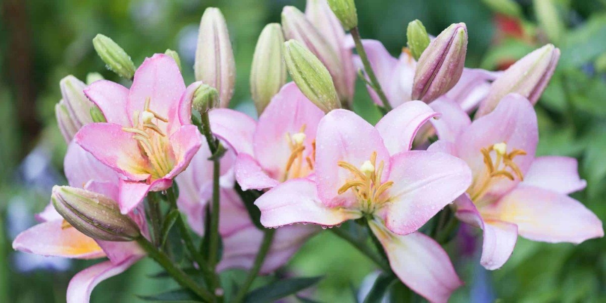 10 Bunga Identik Paling Romantis - De Orchids