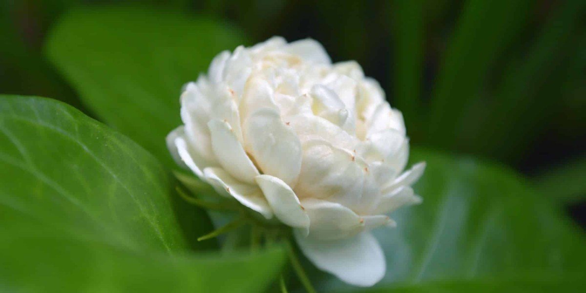 10 Bunga Identik Paling Romantis - De Orchids