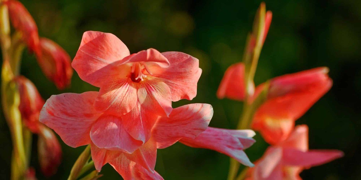10 Bunga Populer di Hari Ibu - De Orchids