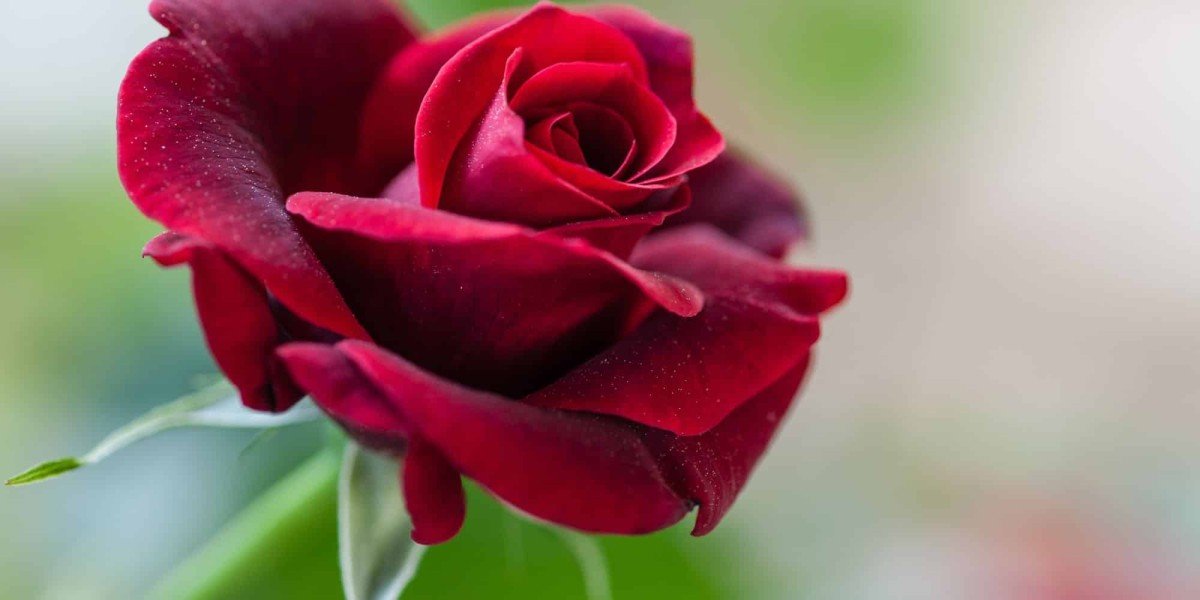 10 Bunga Identik Paling Romantis - De Orchids