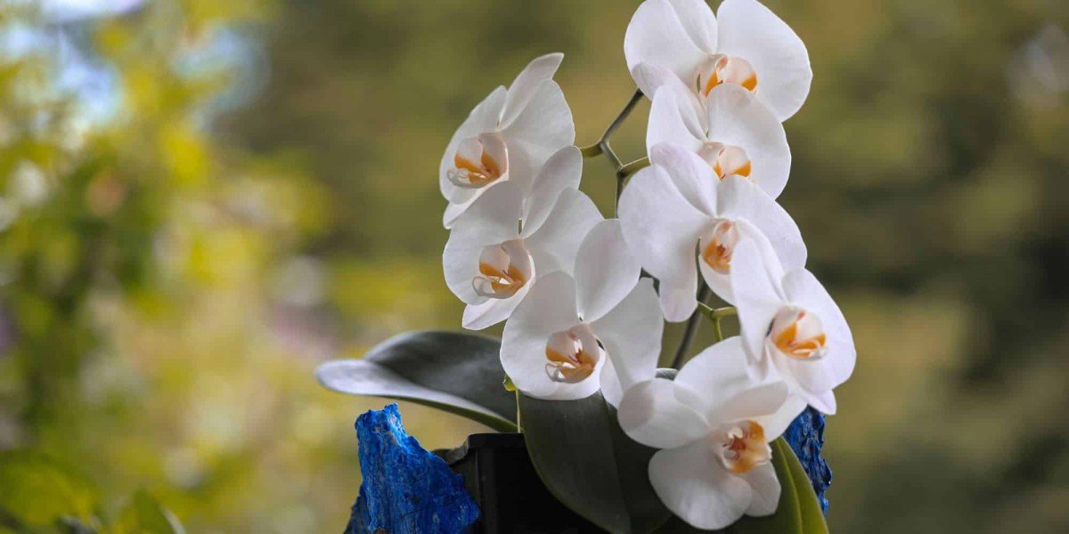 10 Bunga dan Tanaman yang Cocok dijadikan Hiasan Natal - De Orchids