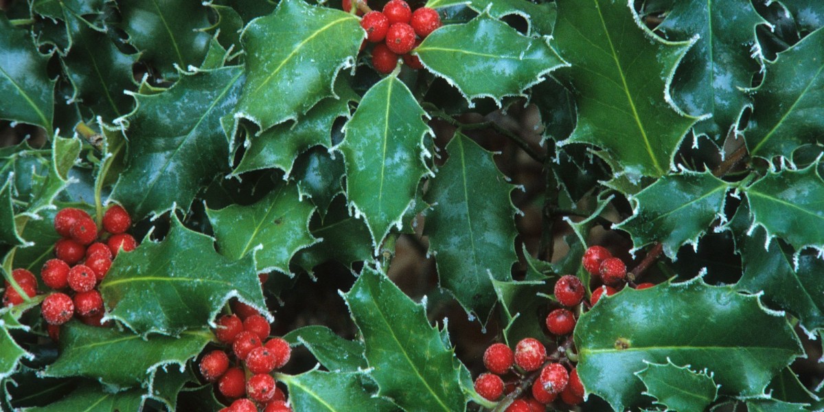 10 Bunga dan Tanaman yang Cocok dijadikan Hiasan Natal - De Orchids