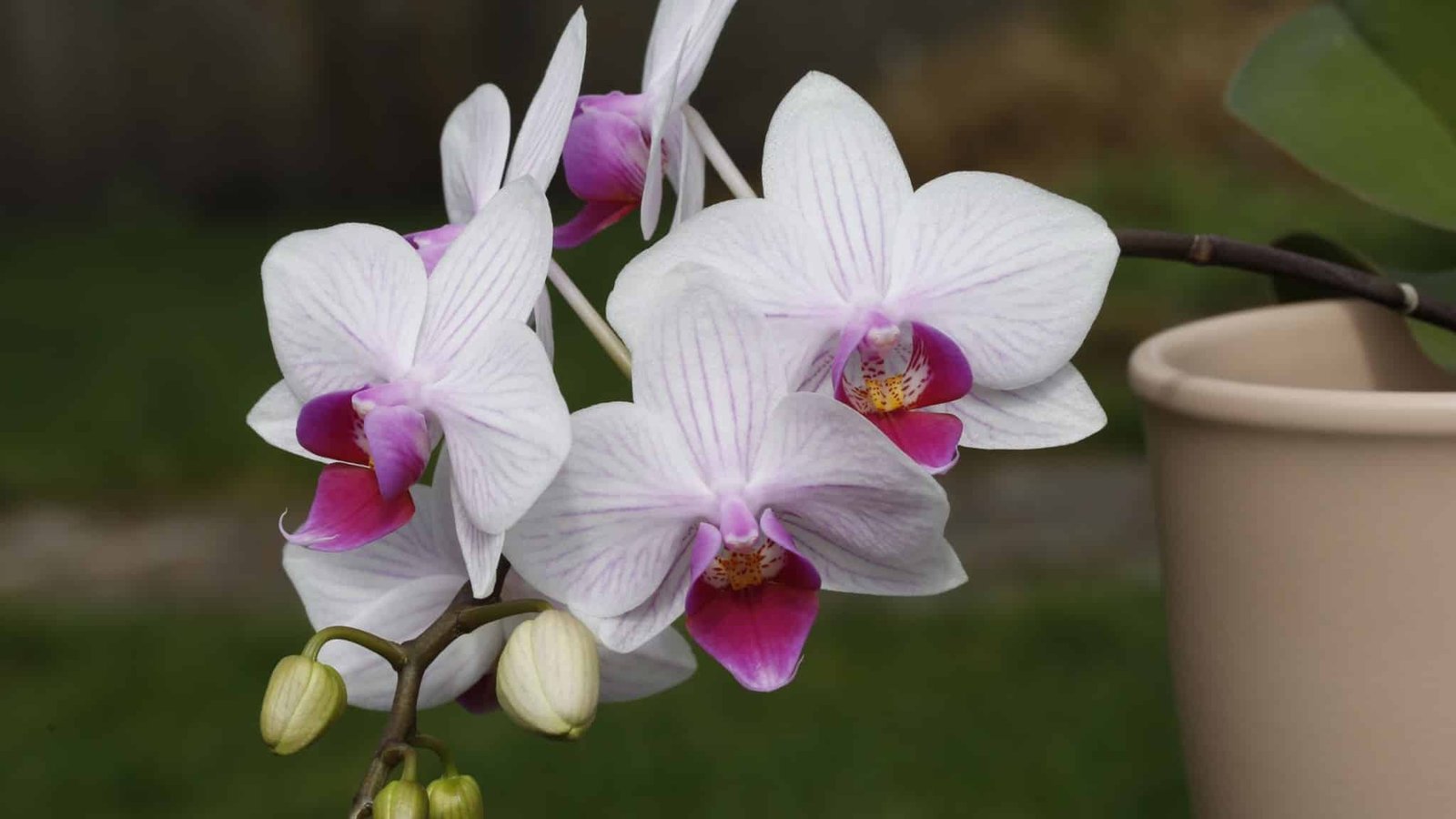 Berapa Lama Anggrek Mekar Bertahan? - De Orchids