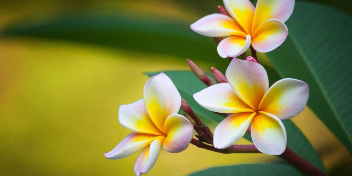 Tanaman yang Tahan di Musim Panas - De Orchids