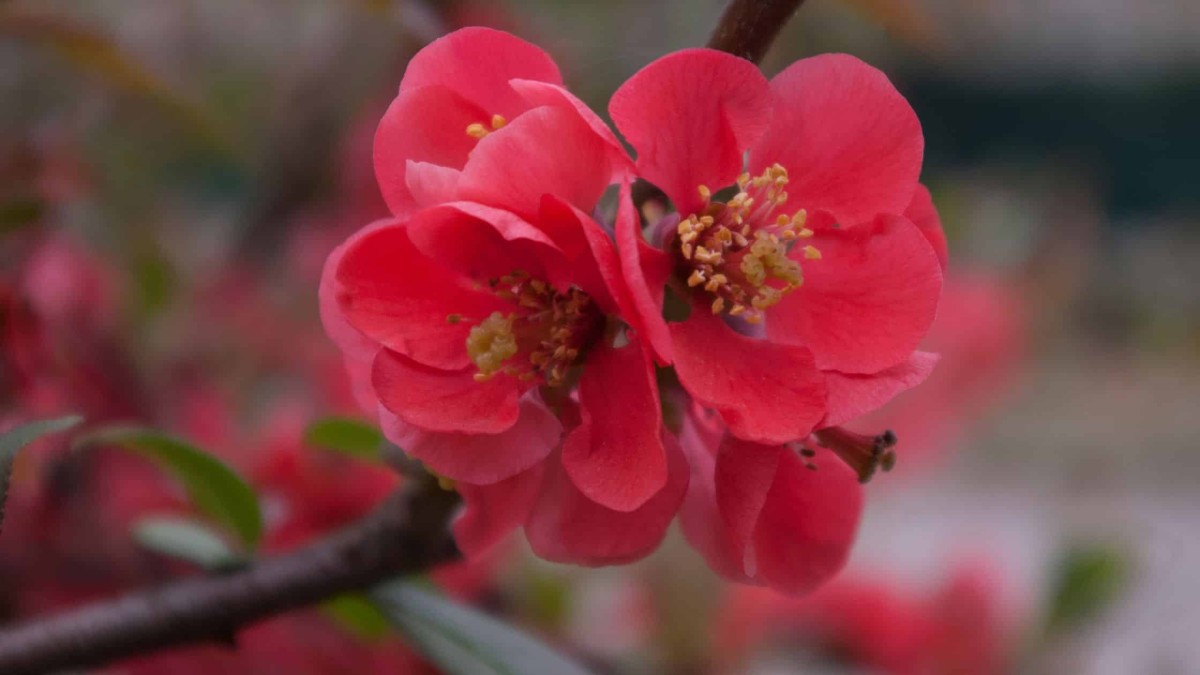 Warna Bunga dan Maknanya secara Umum - De Orchids