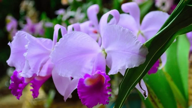 Jenis-jenis Anggrek - De Orchids