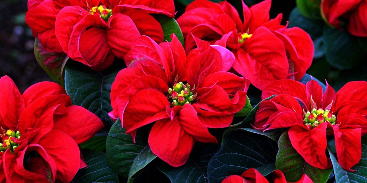 Bunga yang Tahan dimusim Panas - De Orchids