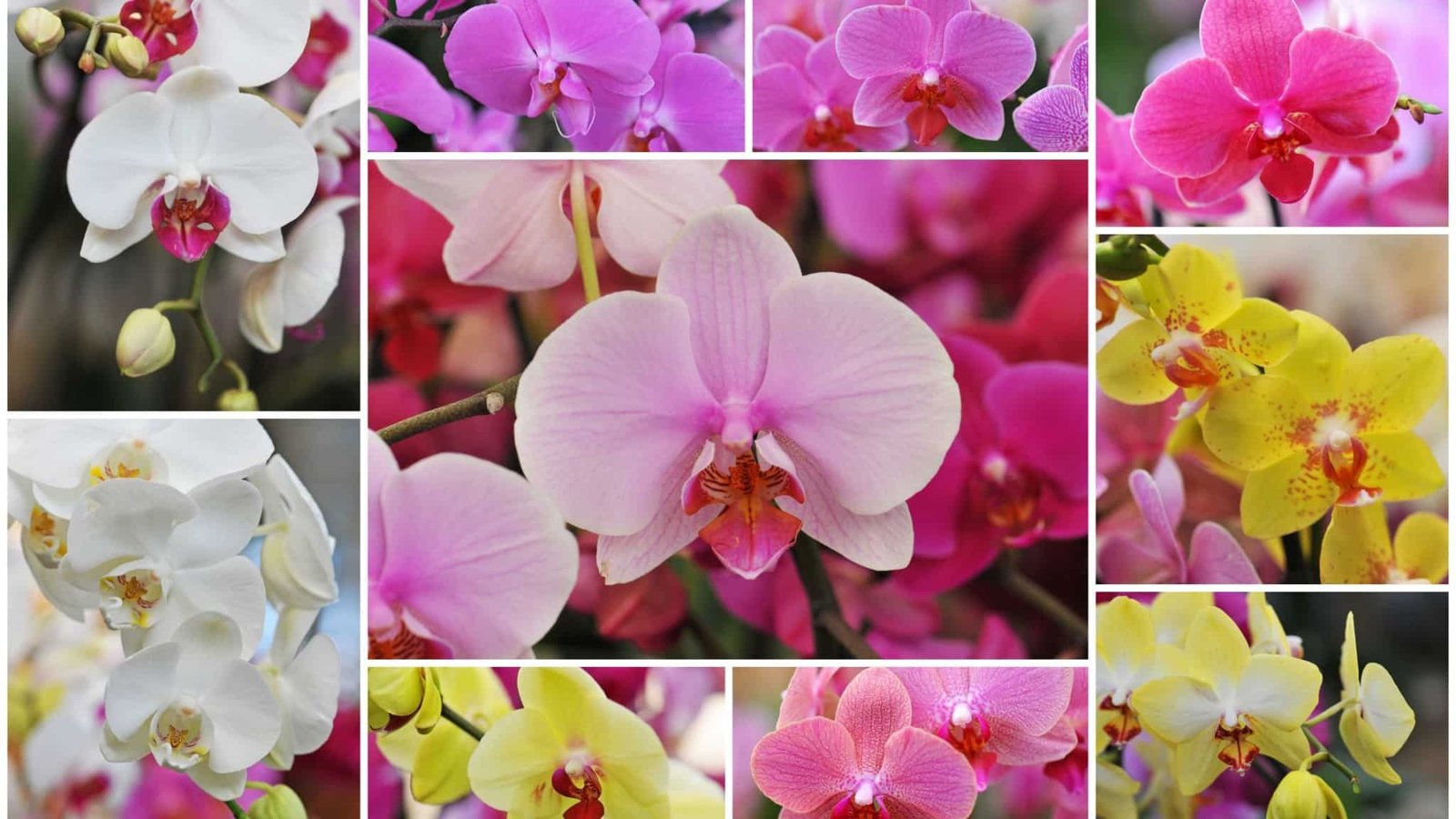 Jenis-jenis Anggrek - De Orchids