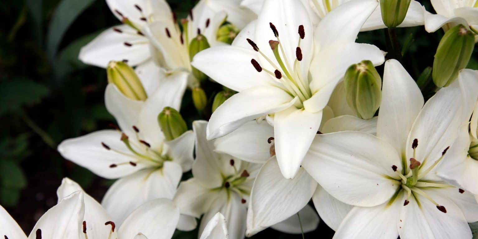 Warna Bunga Lily dan Maknanya - De Orchids
