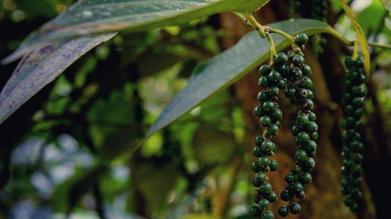 Kandungan Sahang dan Manfaatnya - De Orchids