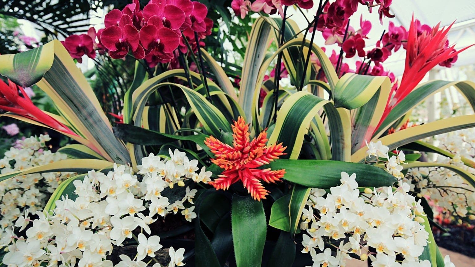 Mengenal 100 Bunga Tercantik - De Orchids