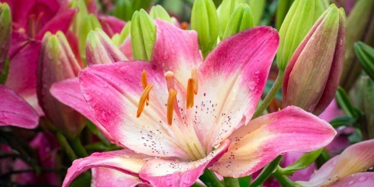 Warna Bunga Lily dan Maknanya - De Orchids