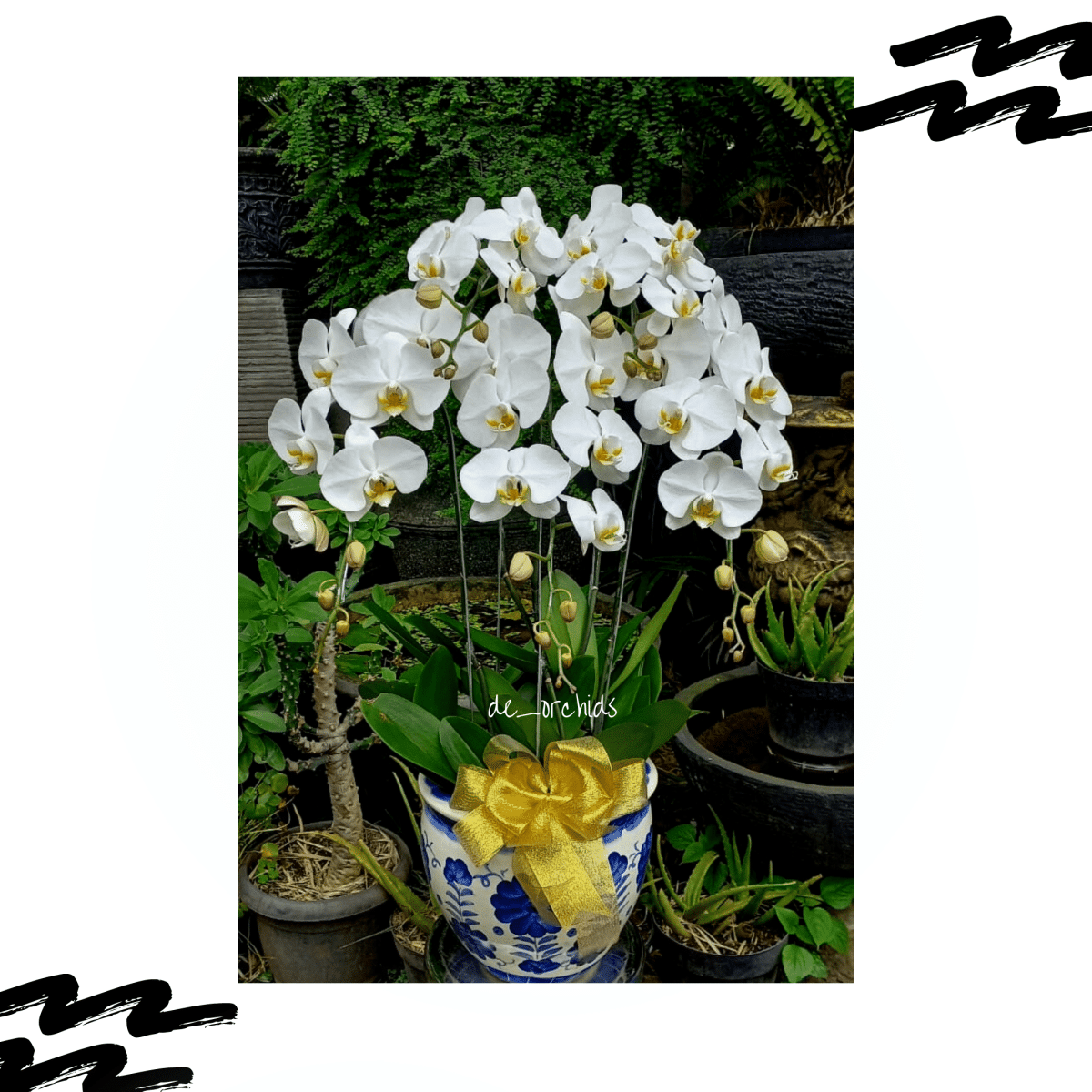 Anggrek bulan dewasa isi 5 Pohon Warna Putih Pot Keramik - De Orchids