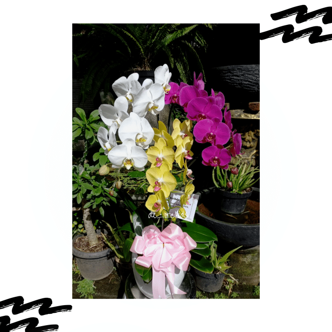 Anggrek bulan Dewasa isi 3 Pohon Warna Putih Ungu dan Kuning - De Orchids