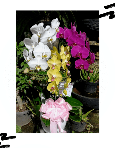 Anggrek Bulan Kuning Archives - De Orchids