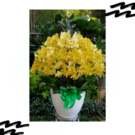 Anggrek bulan Dewasa Jumbo isi 30 pohon Warna Kuning - De Orchids
