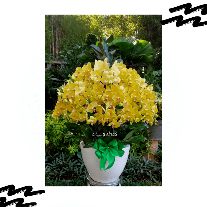 Anggrek bulan Dewasa Jumbo isi 30 pohon Warna Kuning - De Orchids