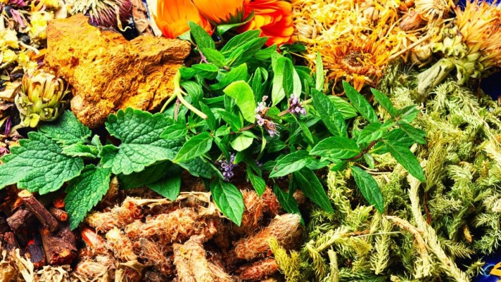 20 Tanaman Obat-Obatan Tradisional yang Ampuh untuk Kesehatan - De Orchids