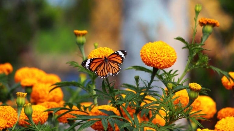 50 Tanaman Outdoor yang Cocok untuk Kebun Anda - De Orchids