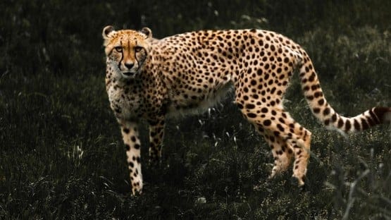 Mengenal Jenis-jenis Hewan Amfibi dan Peranannya dalam Ekosistem - De ...