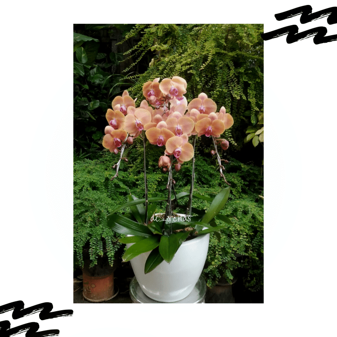 Bunga Anggrek bulan Dewasa isi 4 pohon warna Orange - De Orchids