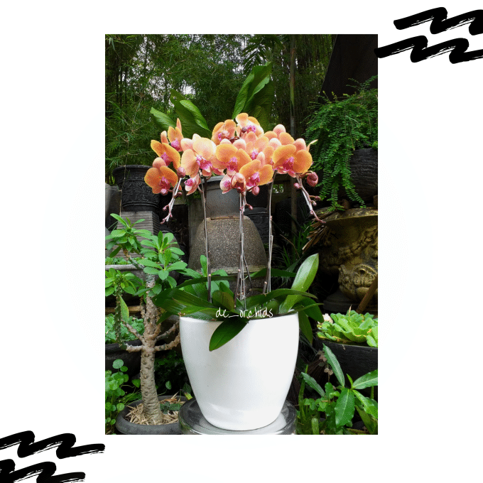 Bunga Anggrek bulan Dewasa isi 4 pohon warna Orange - De Orchids