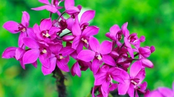 Kenali 10 Jenis Bunga yang Paling Eksotis dan Langka di Dunia - De Orchids